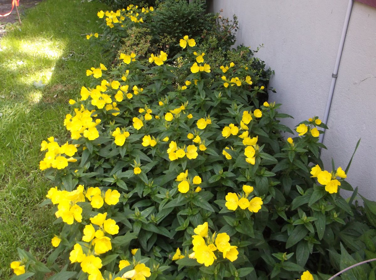 Name Of Yellow Flower TheEasyGarden
